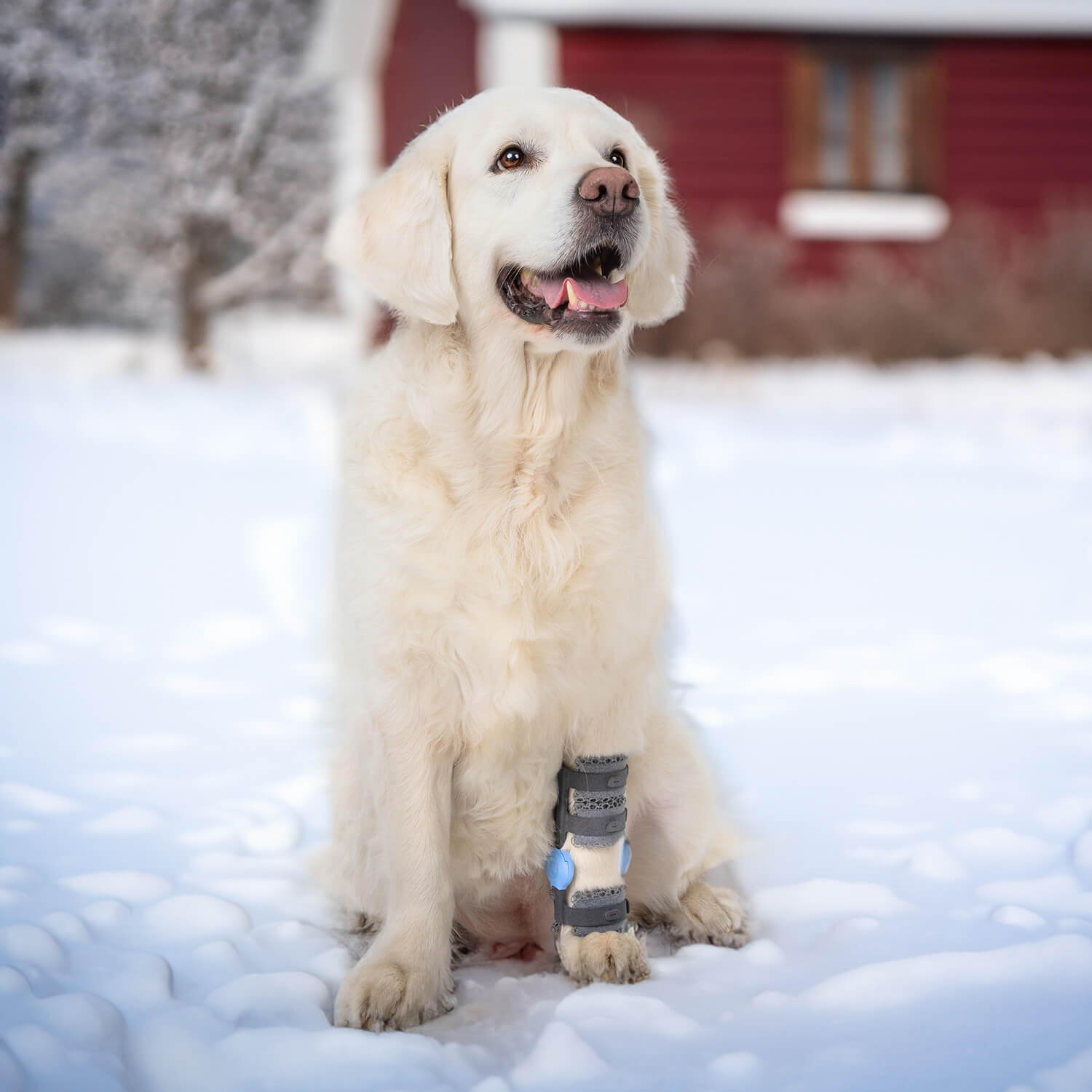 WIMBA | Custom 3D-Printed Pet Orthotics and Prosthetics