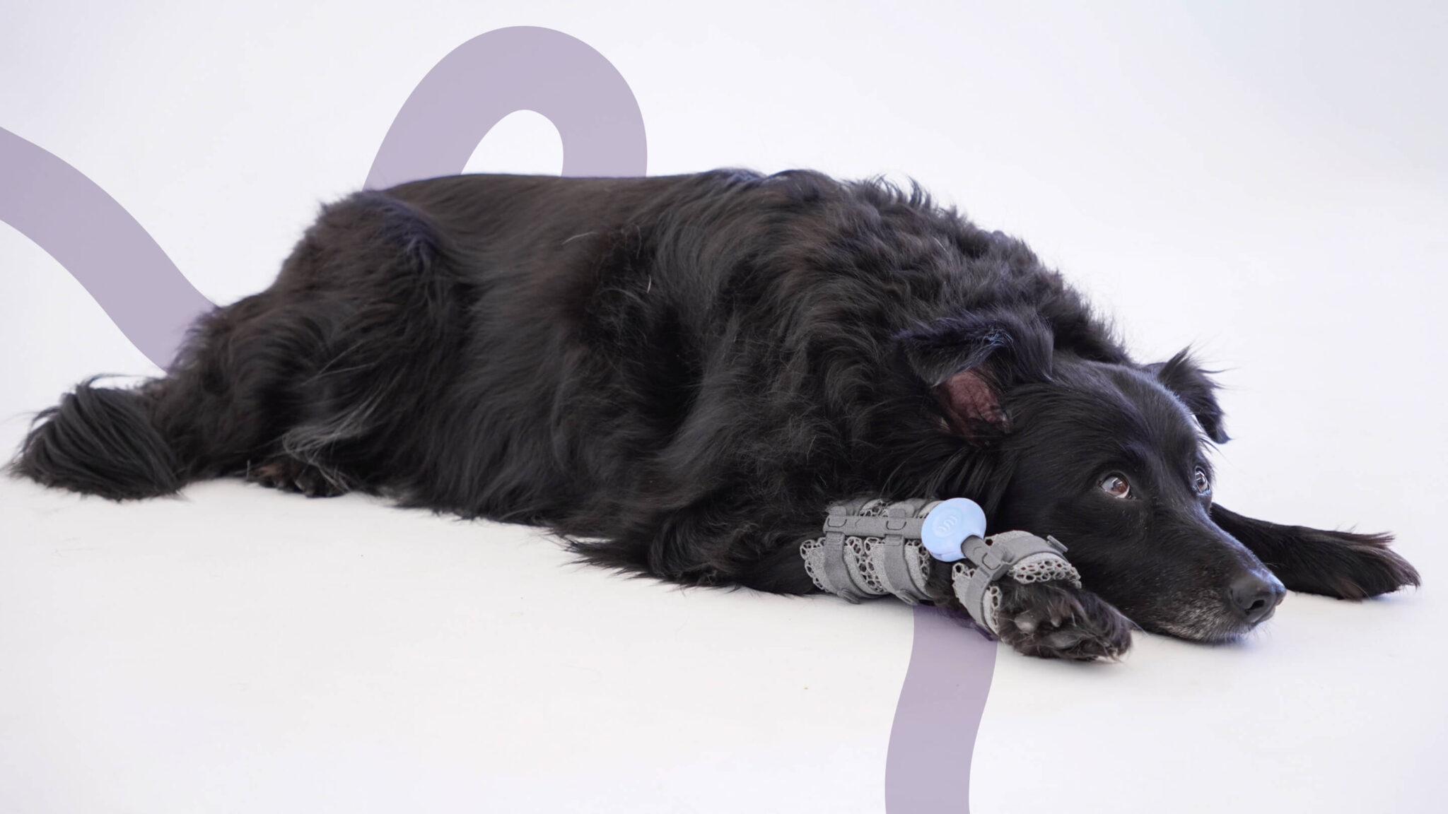 Signs of Pain in Dogs: 7 Key Signals of Health Problems