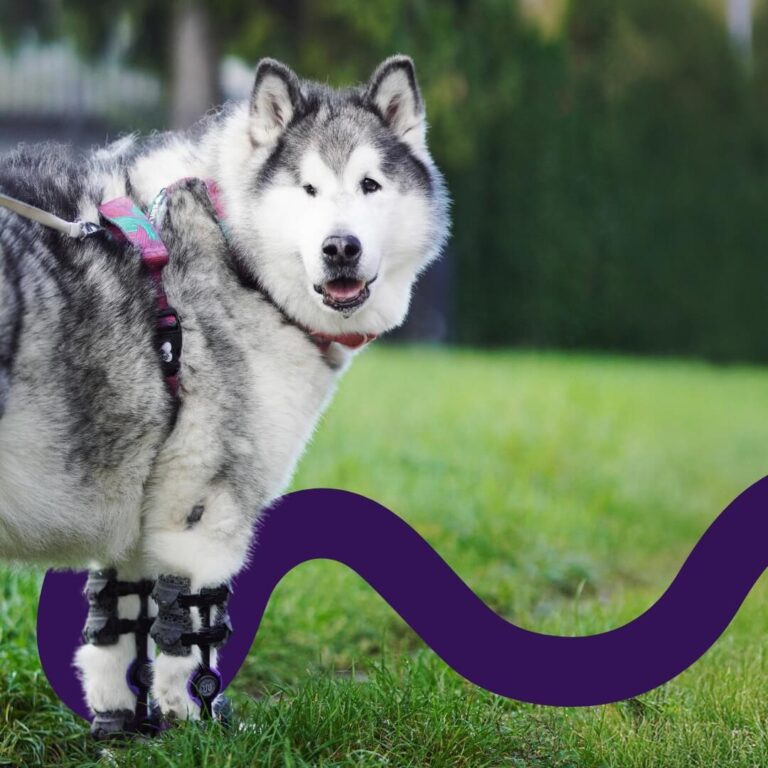 Custom-Fit Pet Orthotics by WIMBA