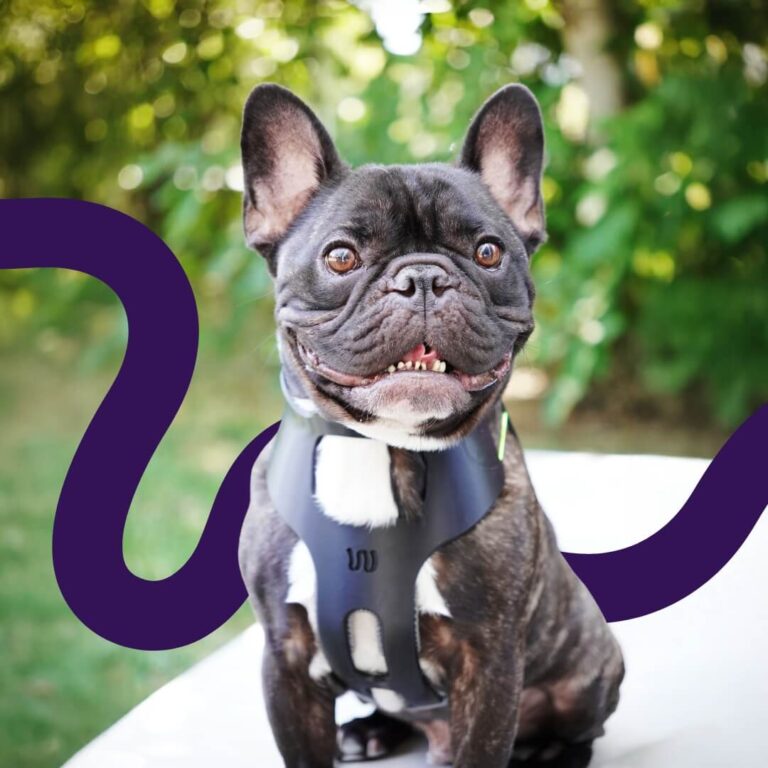 Dog Neck Brace for Neurologists - WIMBA Cervical Collar