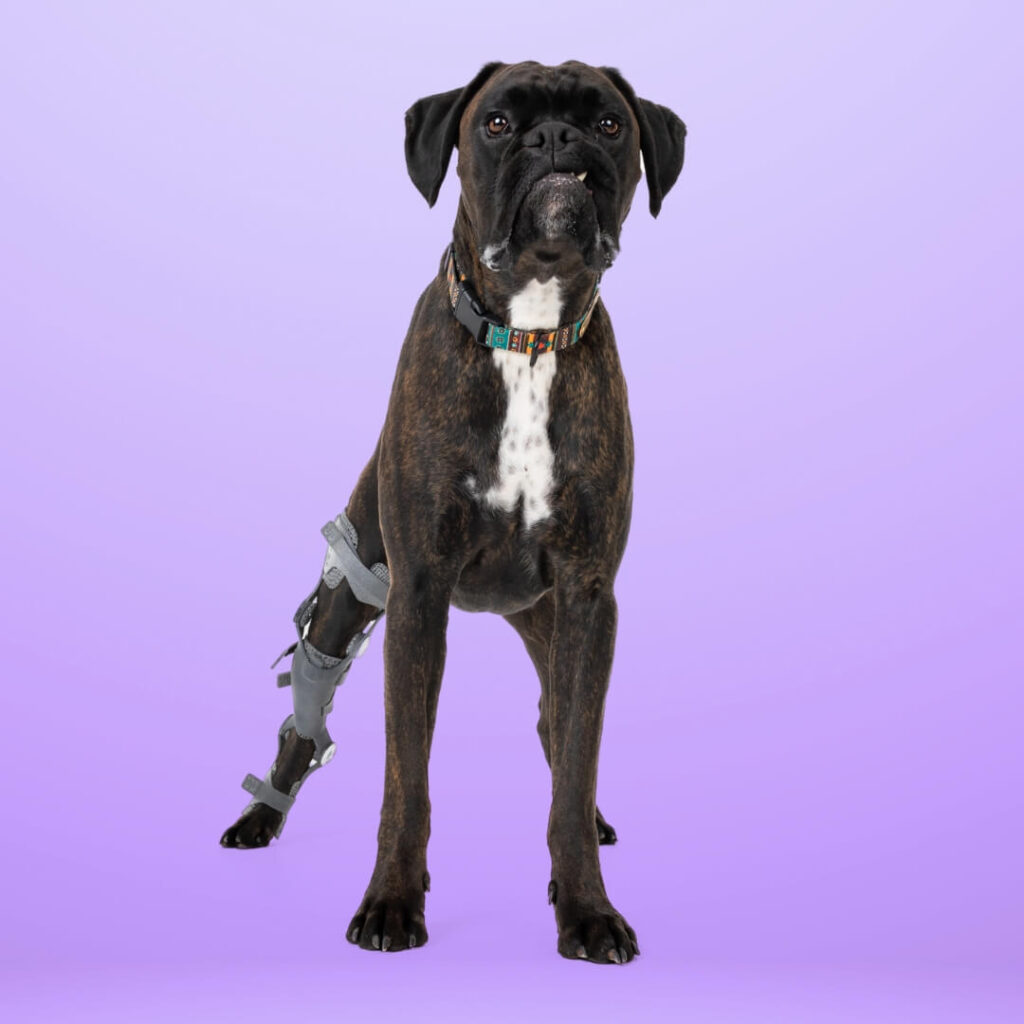 Dog Knee Brace from WIMBA - Stifle Orthotics for Pets