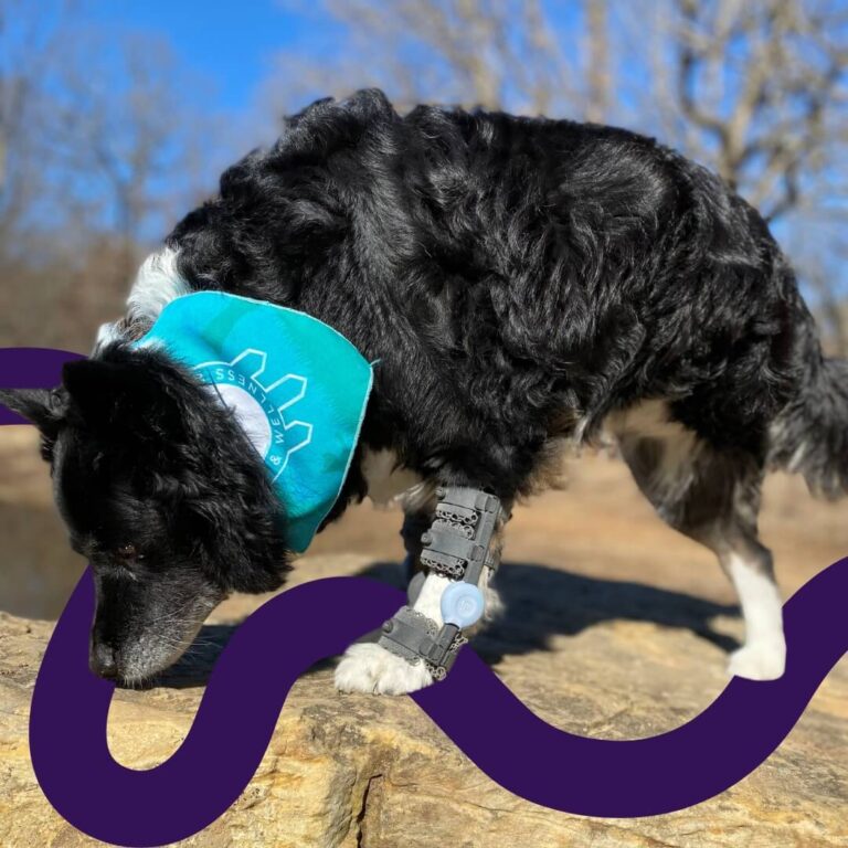 Custom-Fit Pet Orthotics by WIMBA