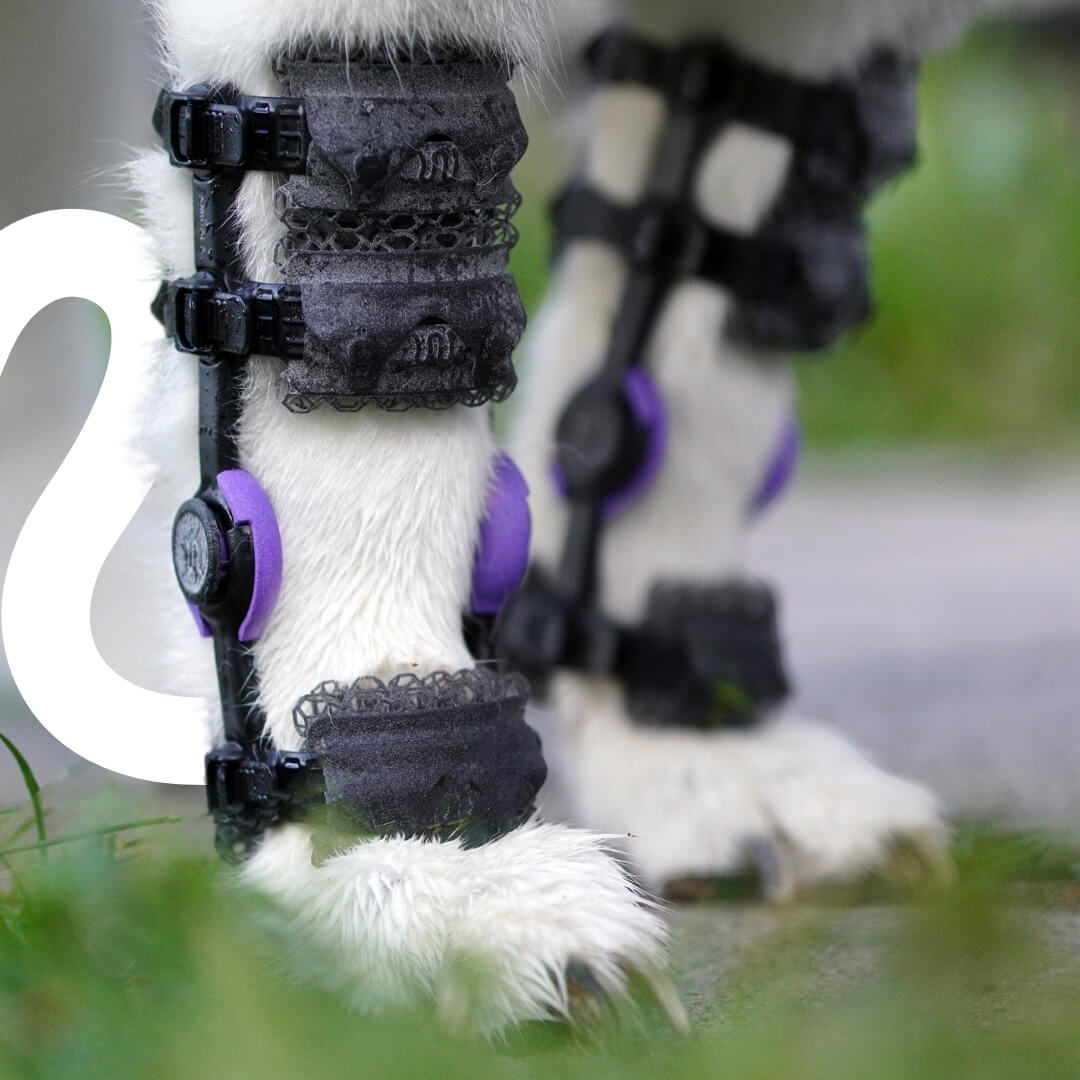 WIMBA Orthotic and Prosthetics for Pets | All Solutions