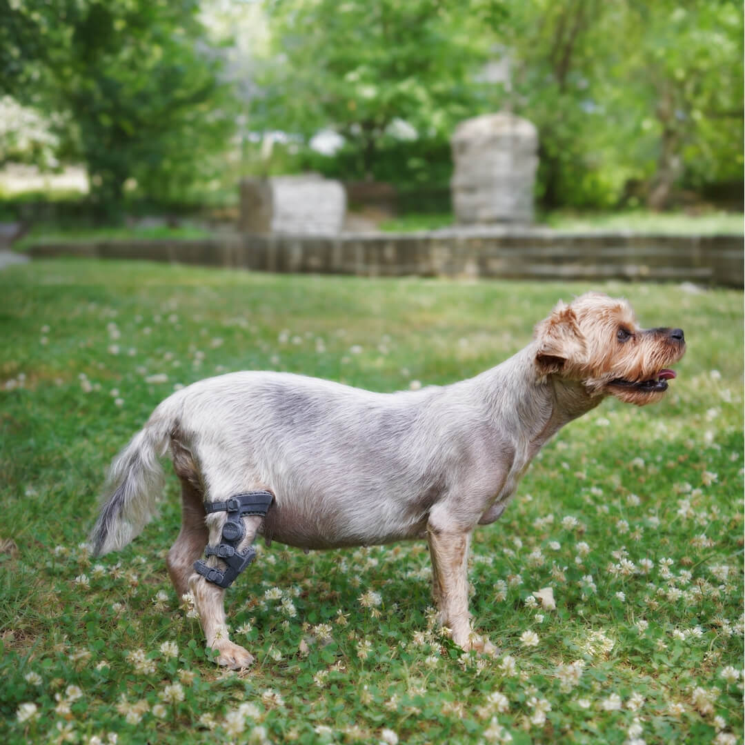Dog Knee Brace from WIMBA - Stifle Orthotics for Pets