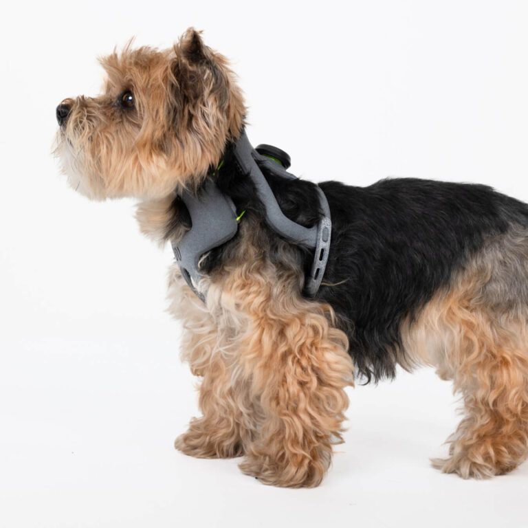 Cervical Collar: Best Dog Neck Brace (5 Sizes) | WIMBA