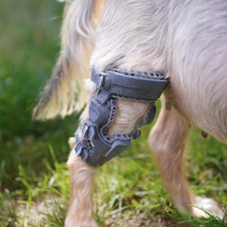 Cranial Cruciate Ligament Injury in Dogs: Causes, Signs and Treatment