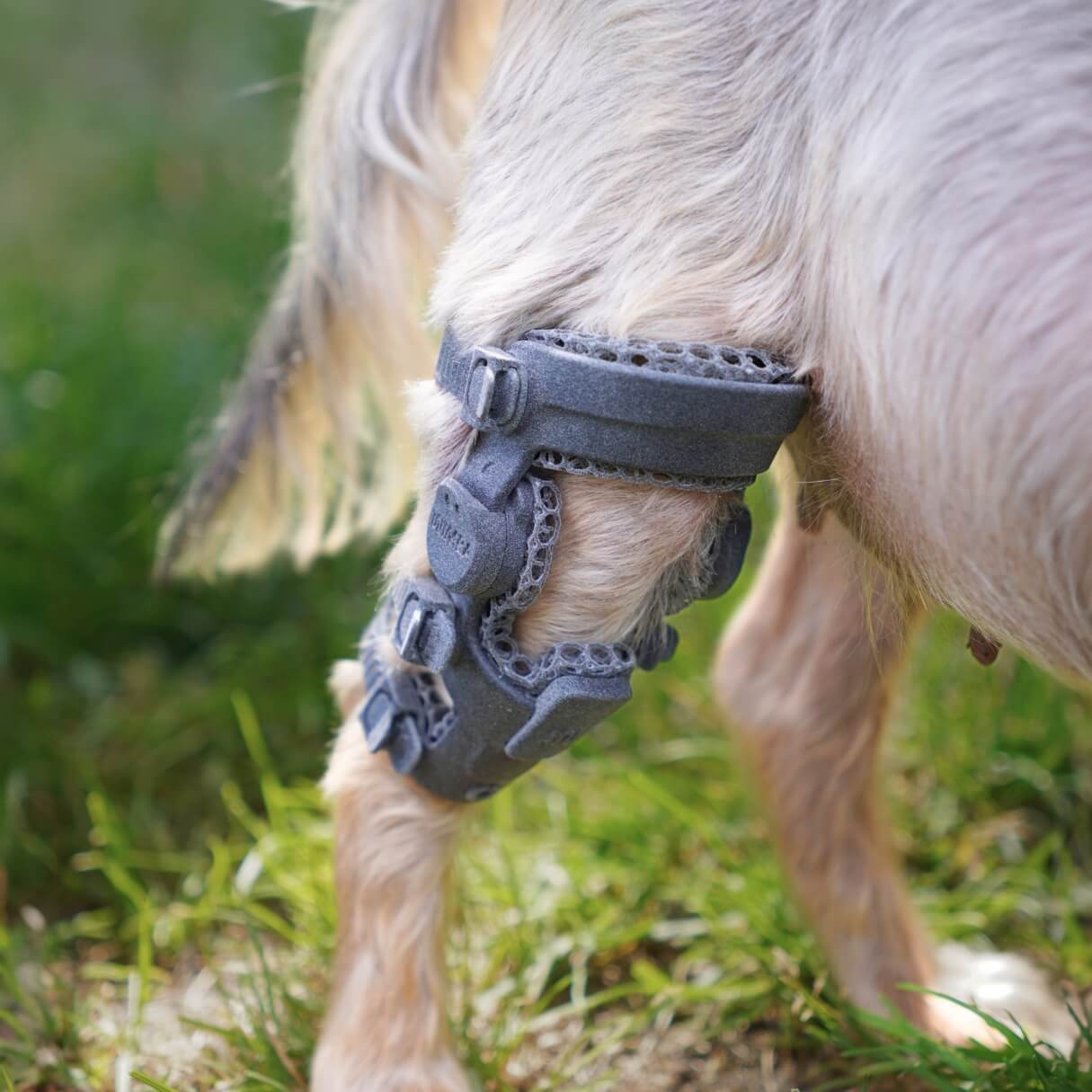 Cranial Cruciate Ligament Injury in Dogs: Causes, Signs and Treatment