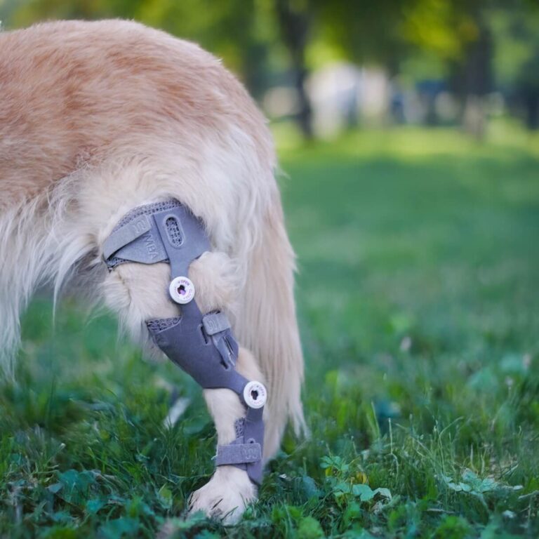 Cranial Cruciate Ligament Injury in Dogs: Causes, Signs and Treatment