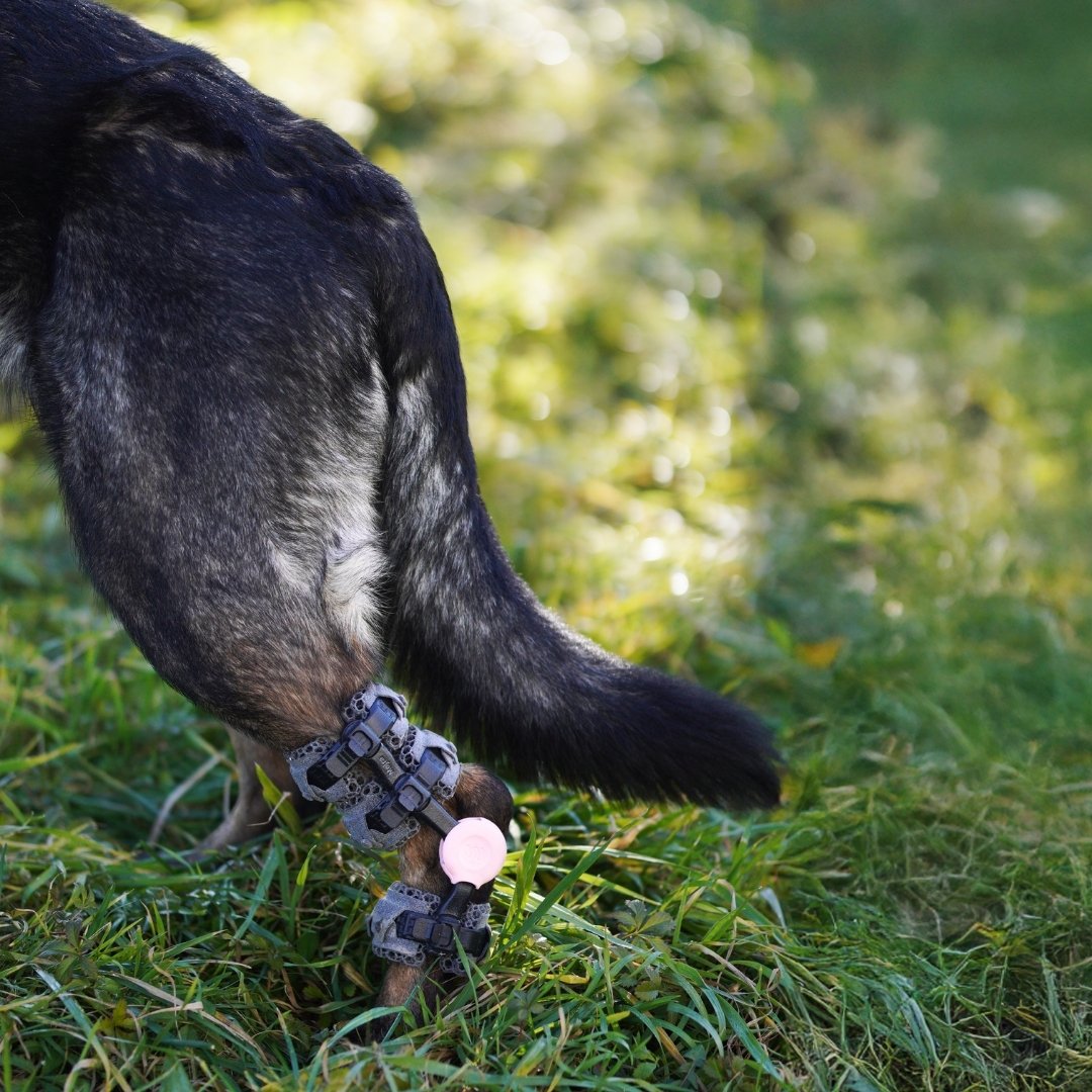 Custom-Fit Pet Orthotics by WIMBA