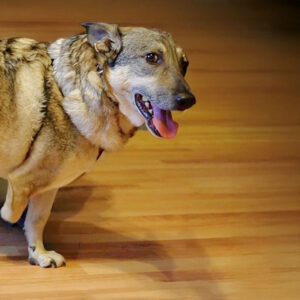 Thriving After Canine Amputation: Recovery & Orthotic Support