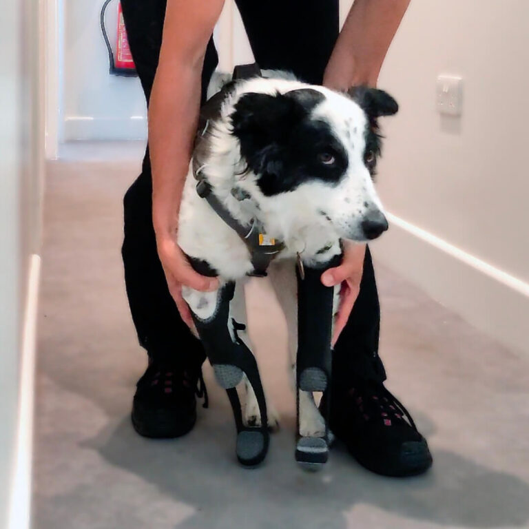 Prosthetics for Dogs: Custom-Made & 3D-Printed Prostheses