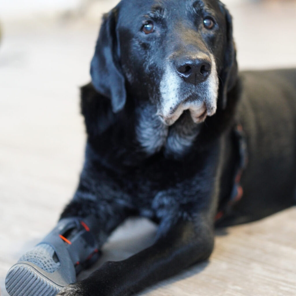 Prosthetics for Dogs: Custom-Made & 3D-Printed Prostheses