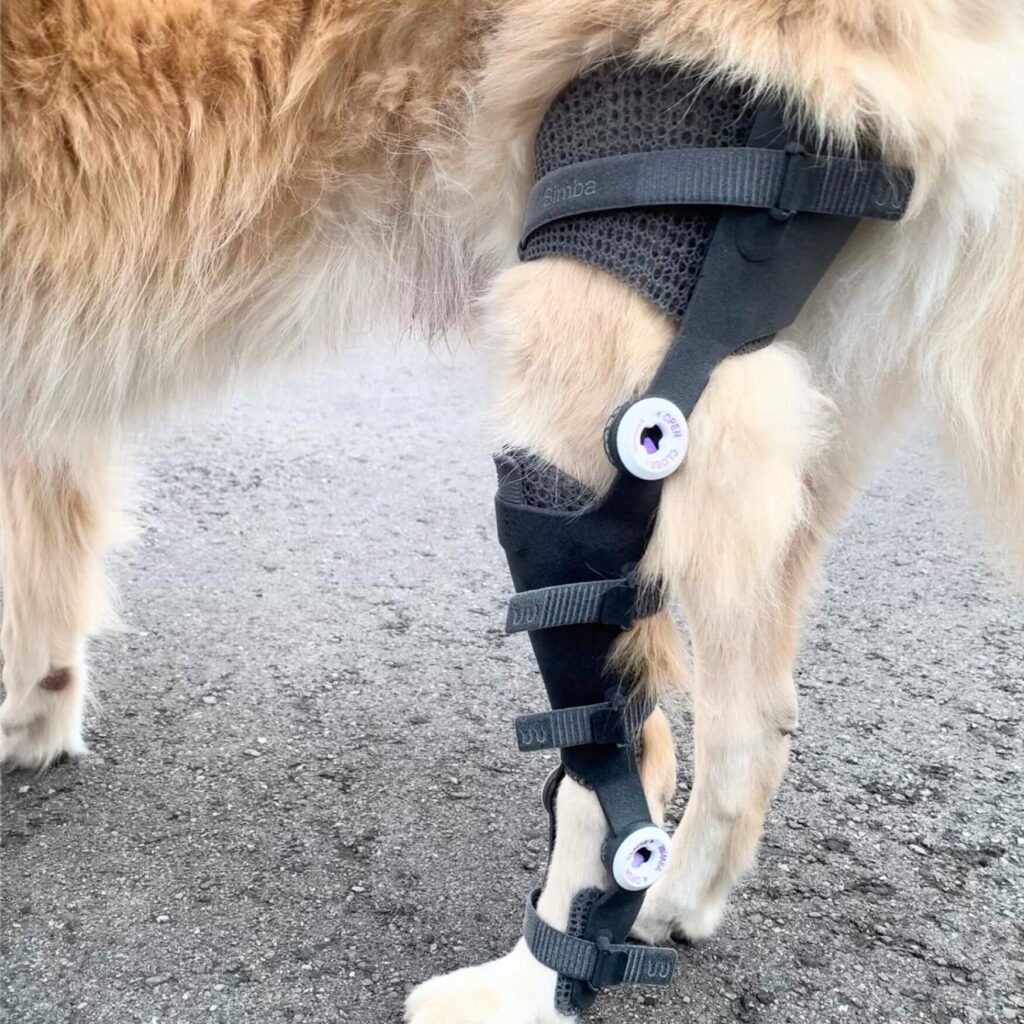 Cranial Cruciate Ligament Injury in Dogs: Causes, Signs and Treatment