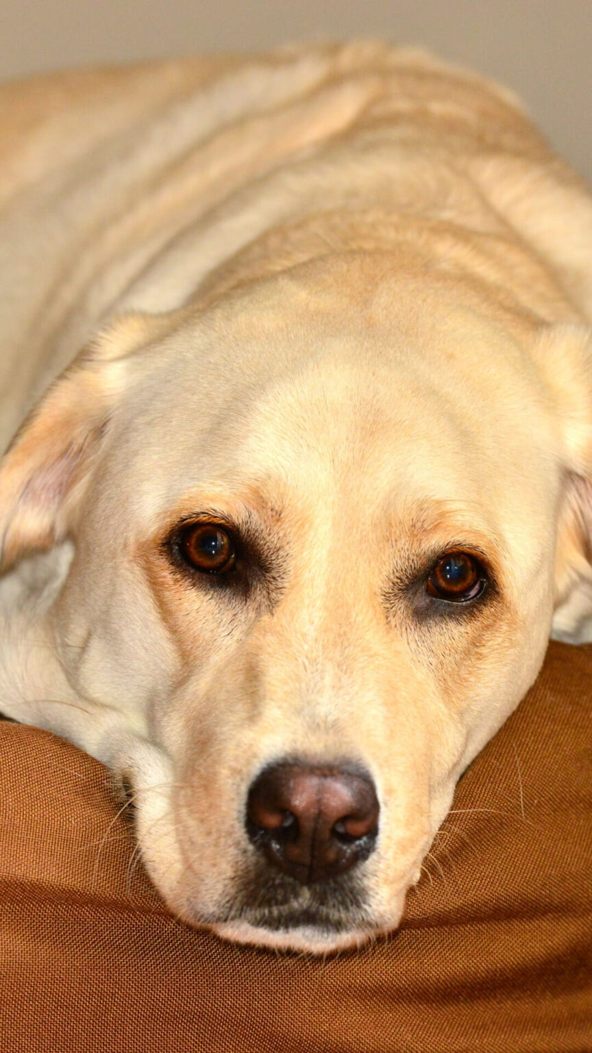 Carpal Hyperextension in Dogs: Causes, Signs & Treatment