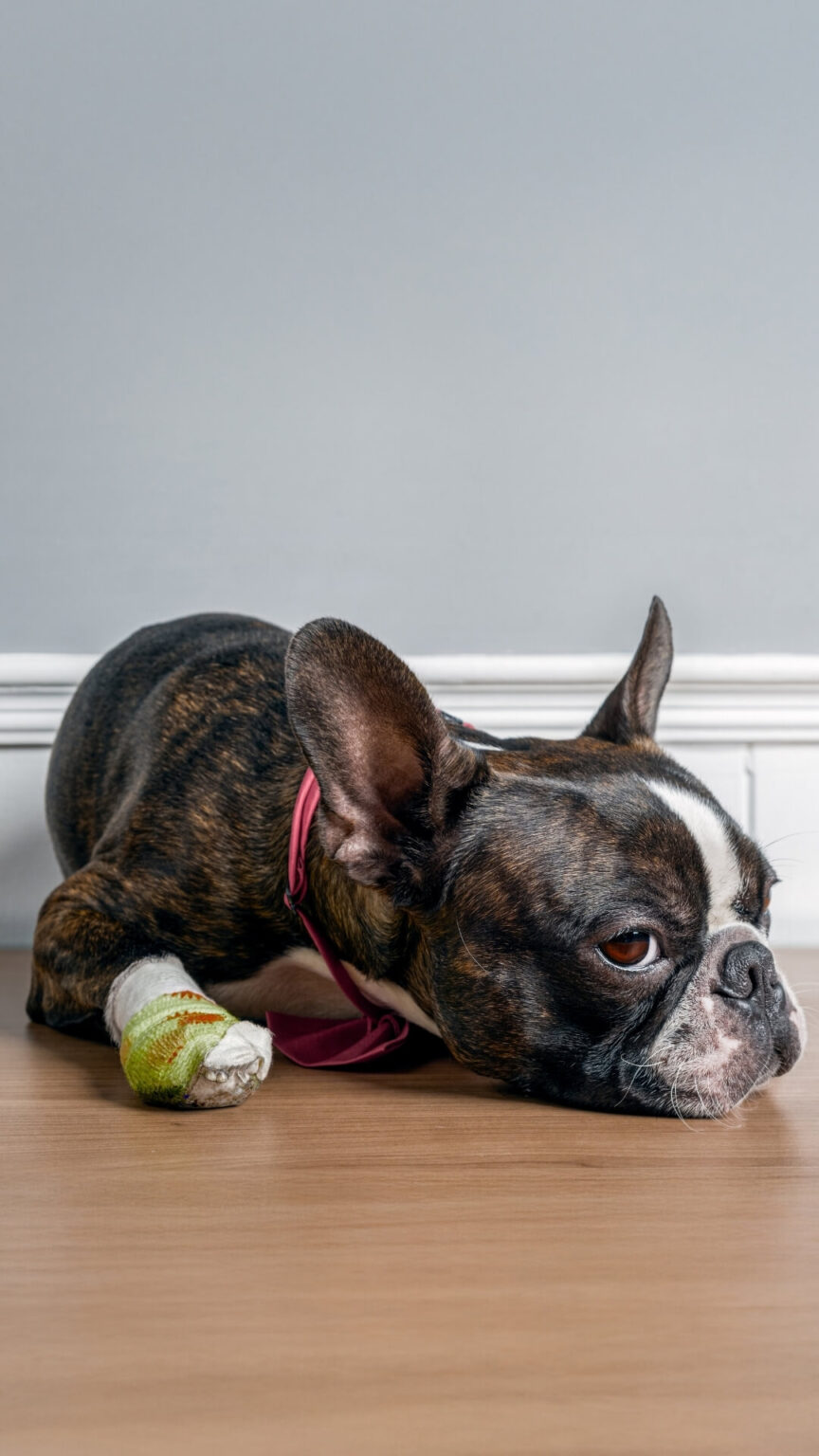 Carpal Hyperextension in Dogs: Causes, Signs & Treatment
