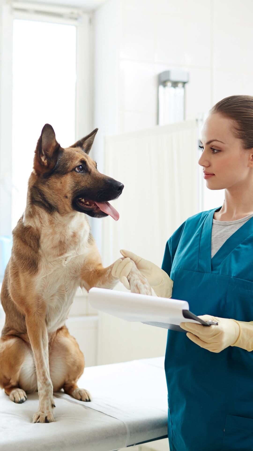 Carpal Hyperextension in Dogs: Causes, Signs & Treatment