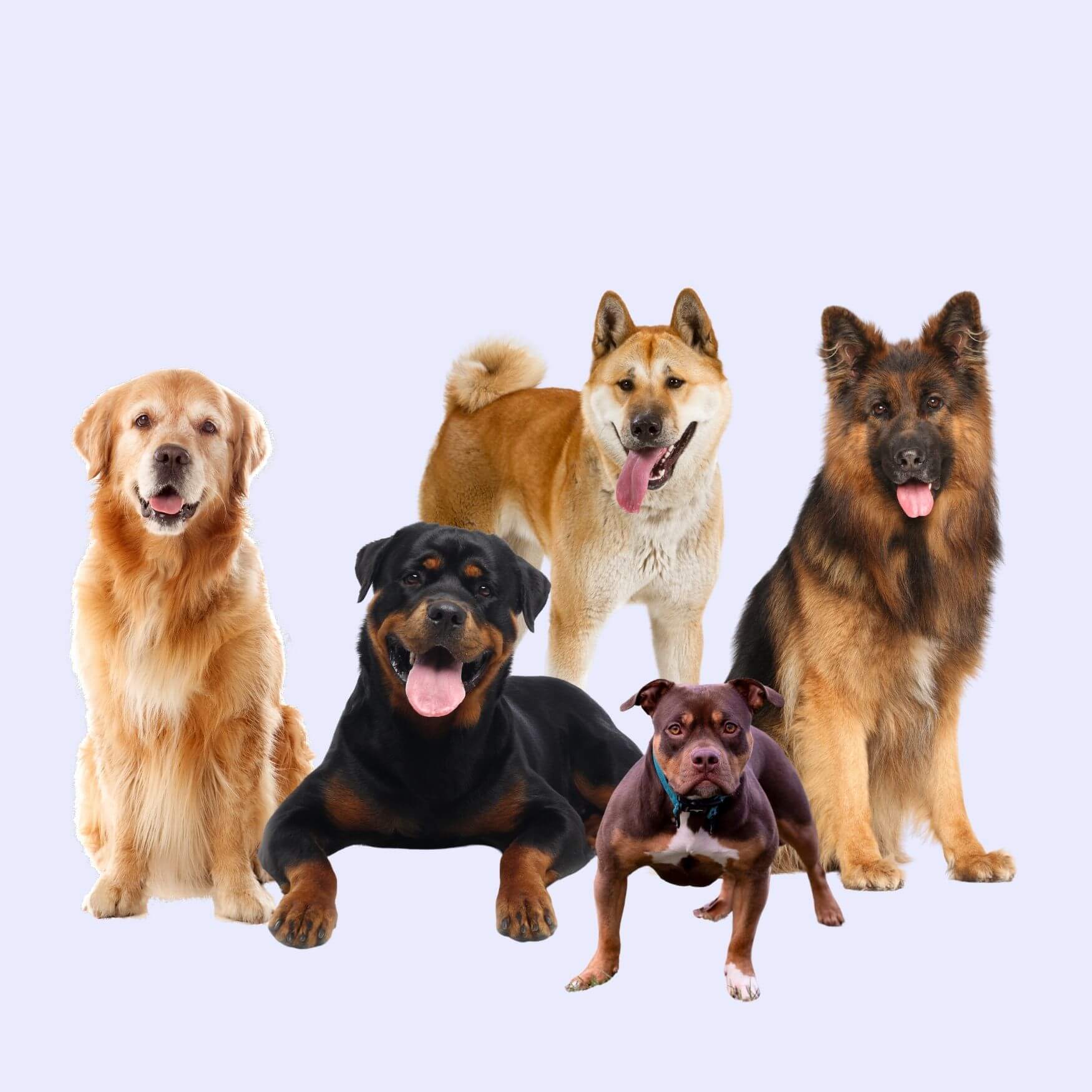 Cranial Cruciate Ligament Injury in Dogs: Causes, Signs and Treatment
