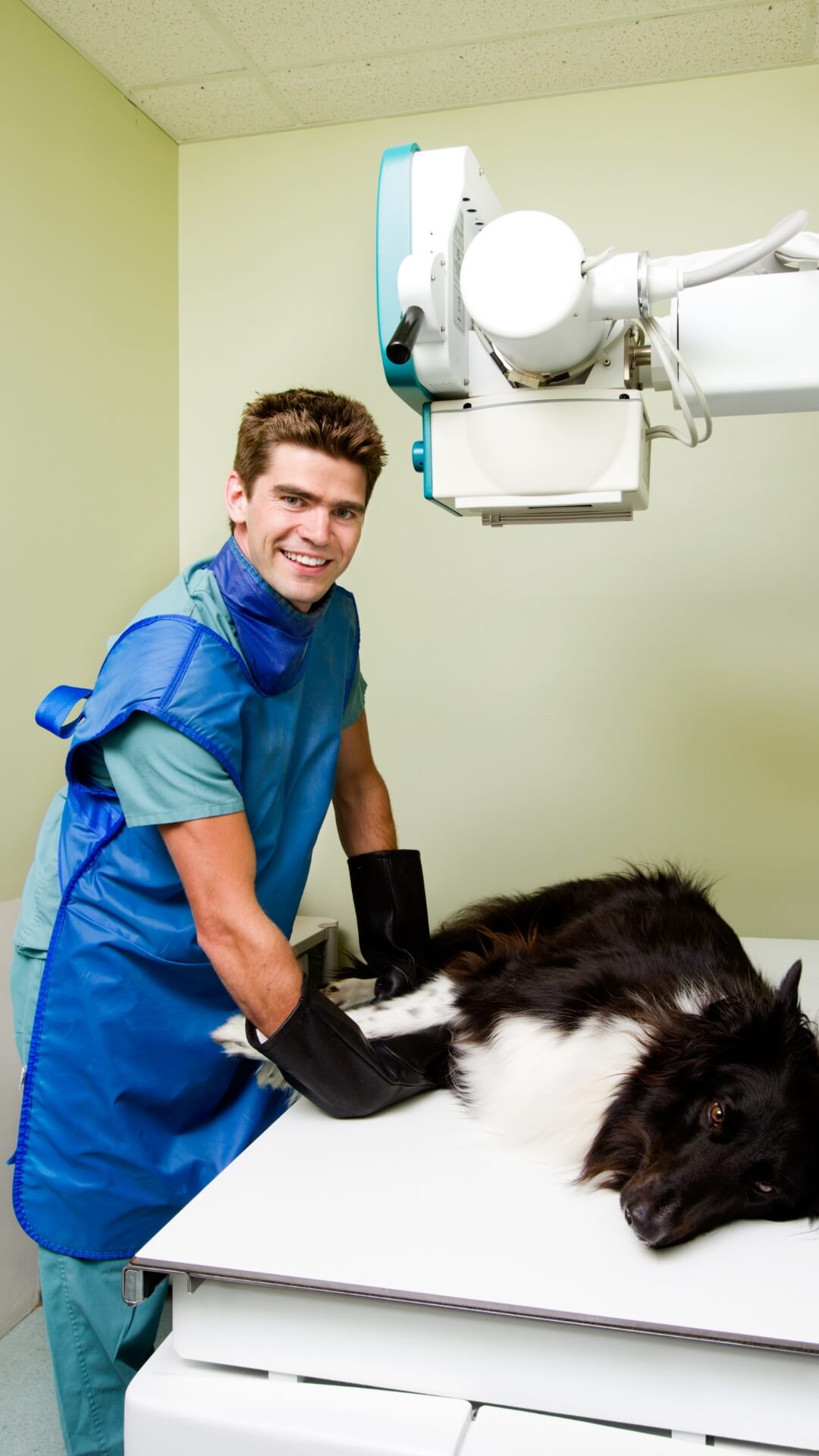 Carpal Hyperextension in Dogs: Causes, Signs & Treatment