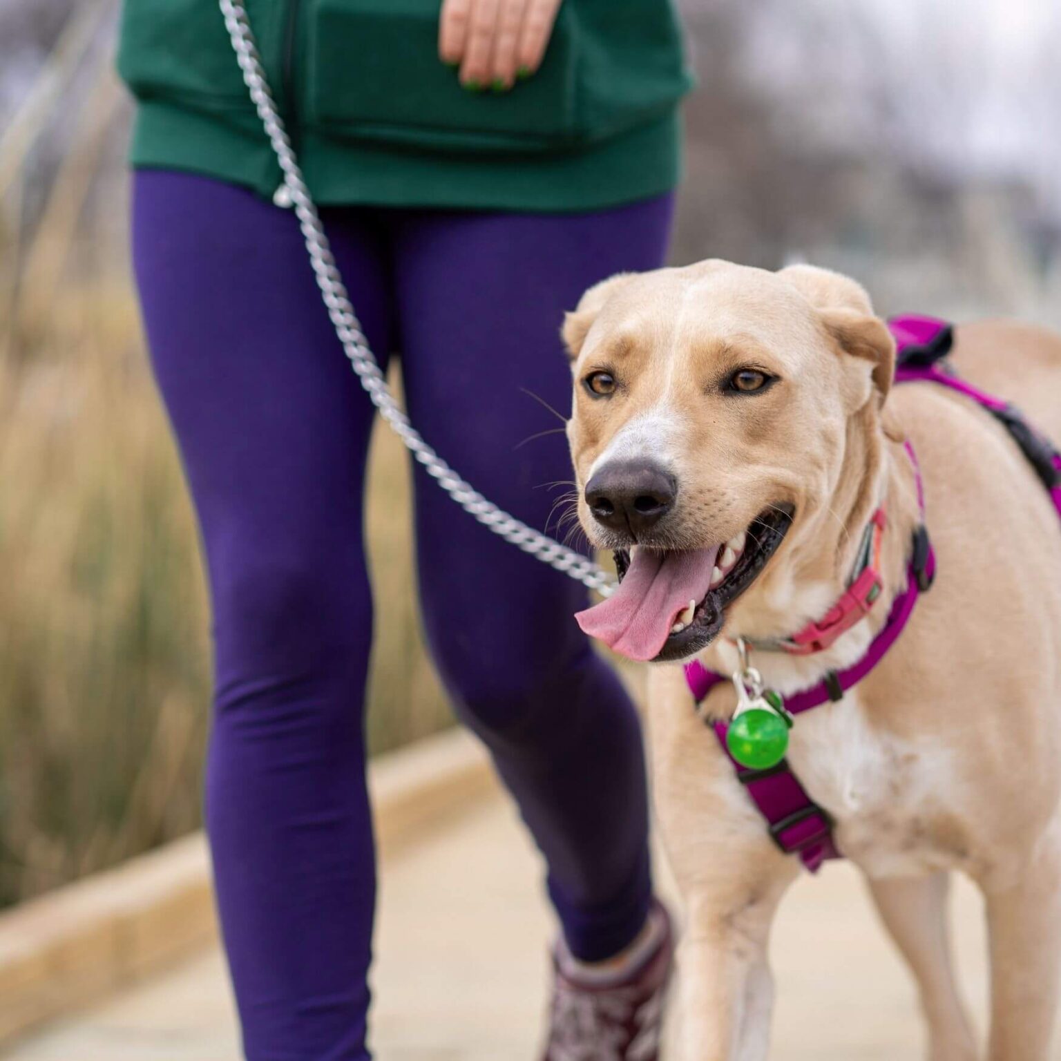 Cranial Cruciate Ligament Injury in Dogs: Causes, Signs and Treatment