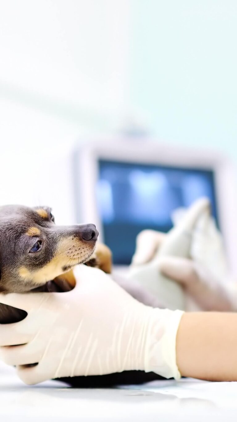 Carpal Hyperextension in Dogs: Causes, Signs & Treatment