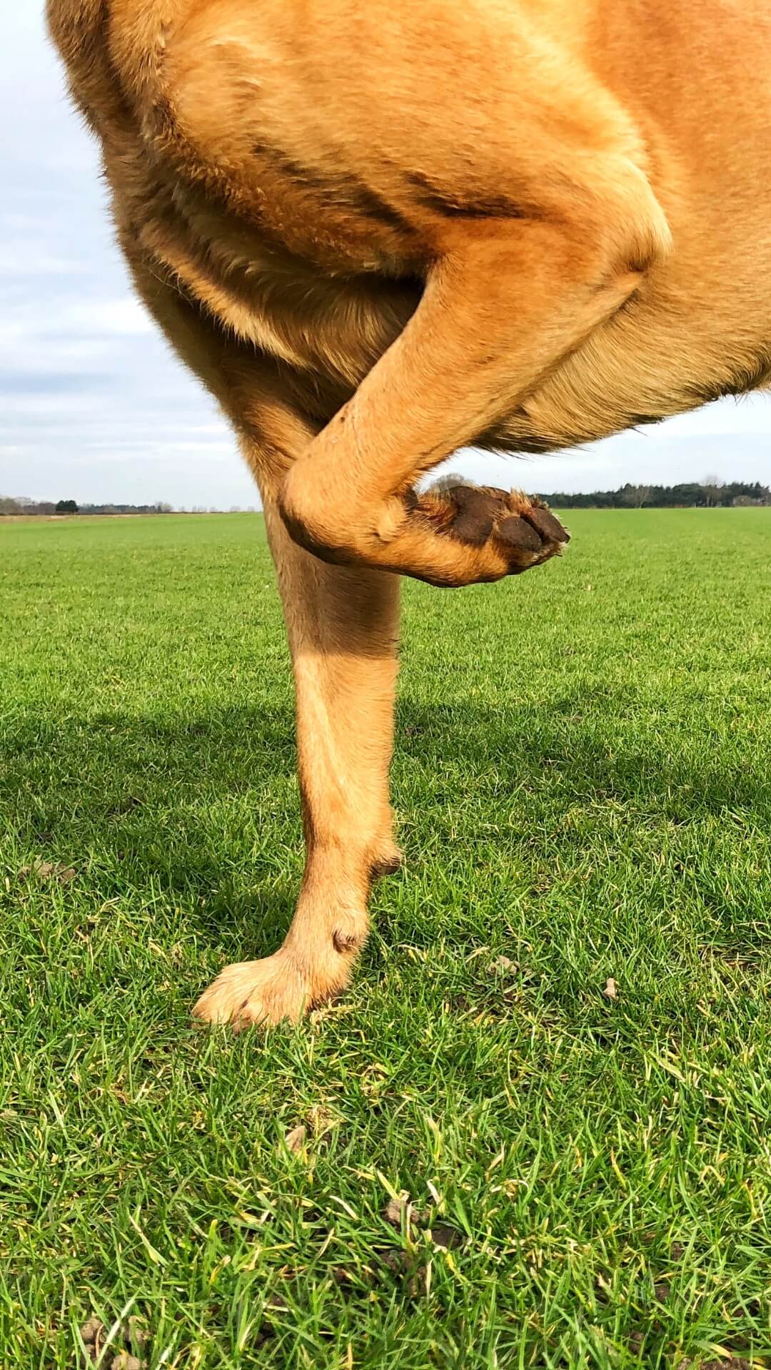 Carpal Hyperextension in Dogs: Causes, Signs & Treatment