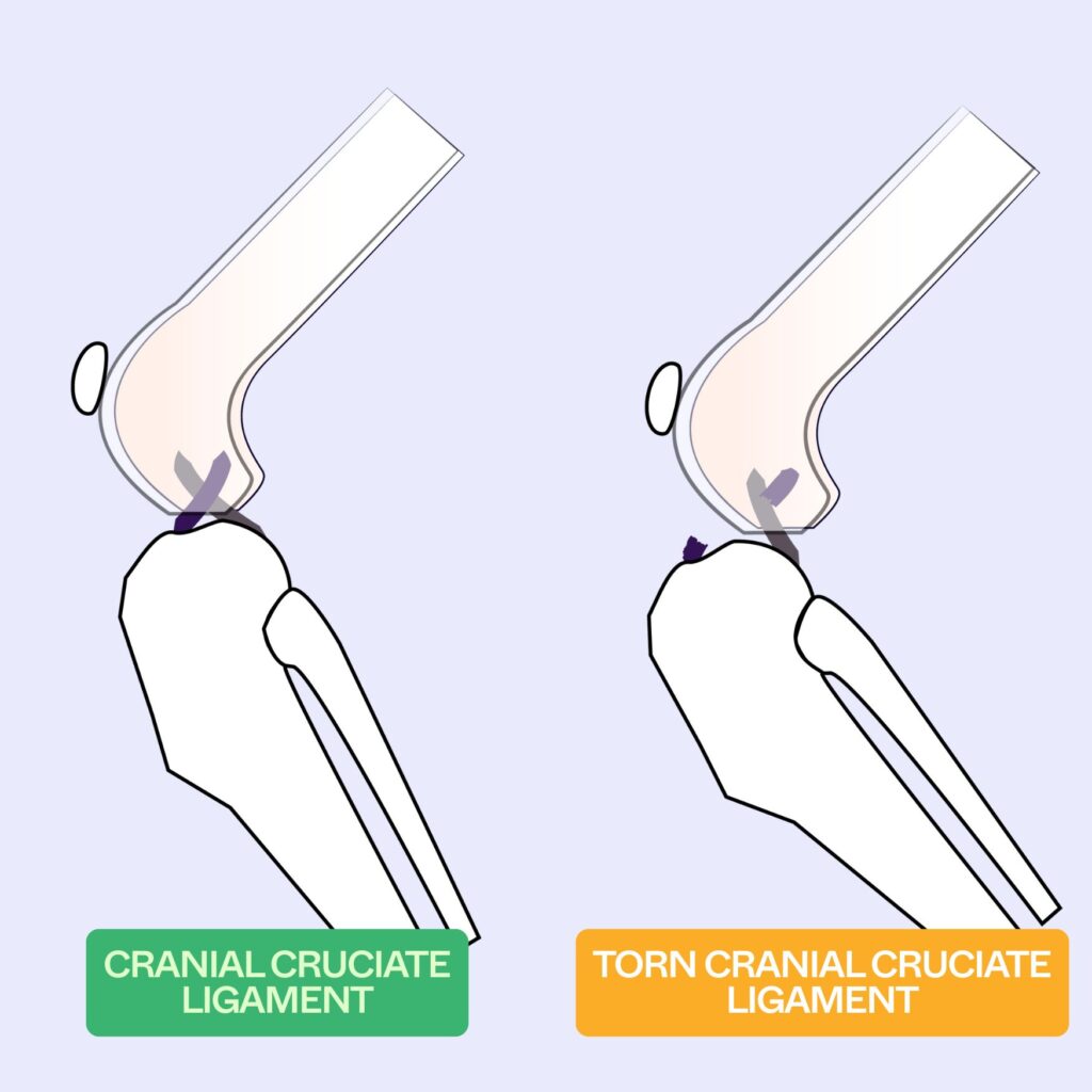 Cranial Cruciate Ligament Injury in Dogs: Causes, Signs and Treatment