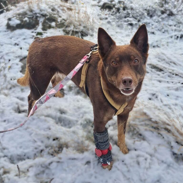 Carpal Hyperextension in Dogs: Causes, Signs & Treatment