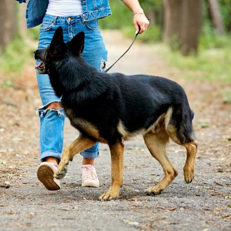 Cranial Cruciate Ligament Injury in Dogs: Causes, Signs and Treatment