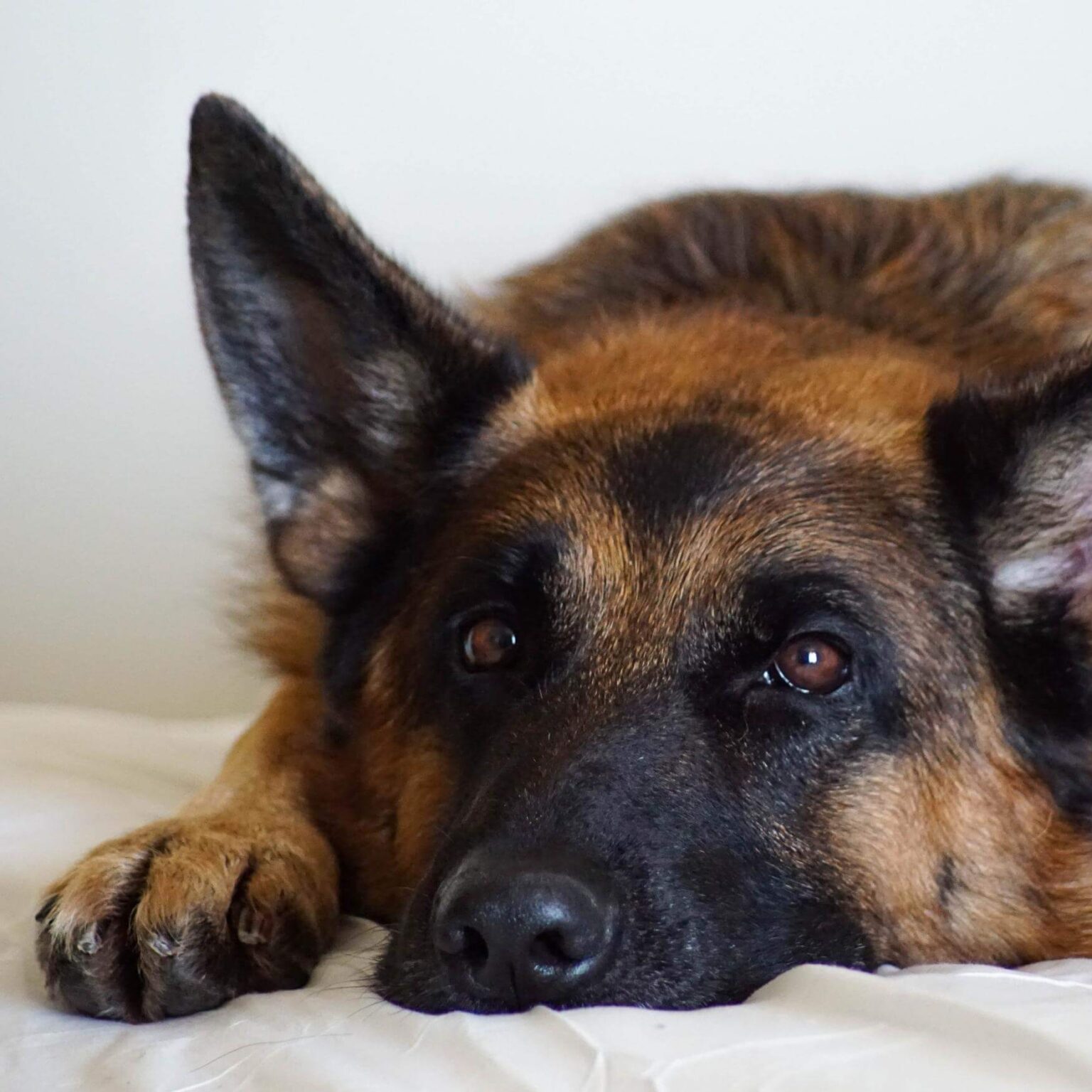 Cranial Cruciate Ligament Injury in Dogs: Causes, Signs and Treatment