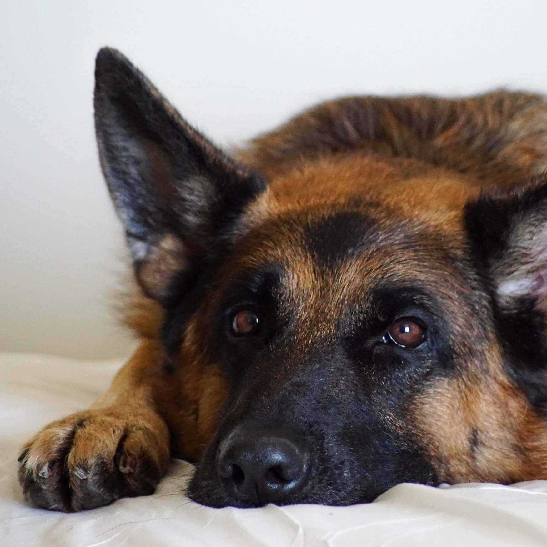 Cranial Cruciate Ligament Injury in Dogs: Causes, Signs and Treatment