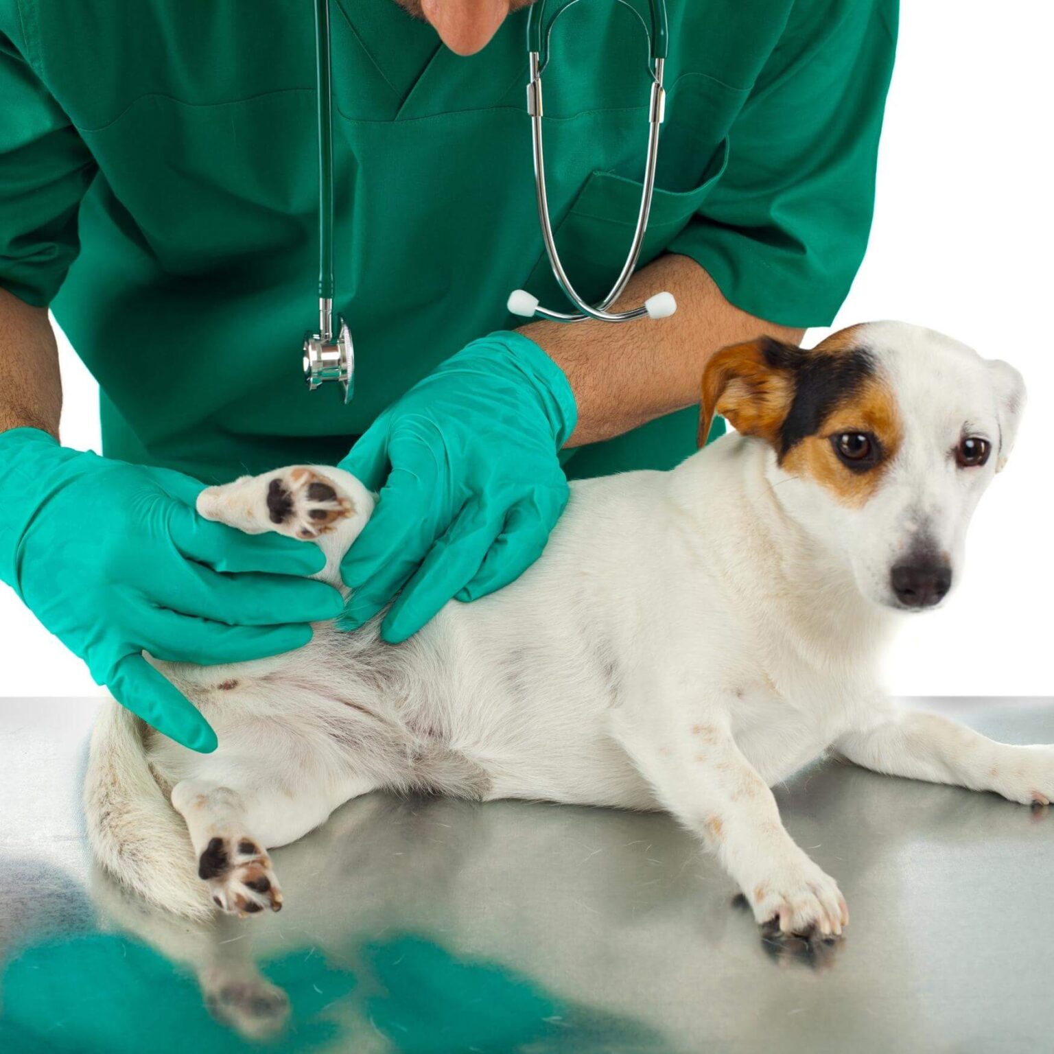 Cranial Cruciate Ligament Injury in Dogs: Causes, Signs and Treatment