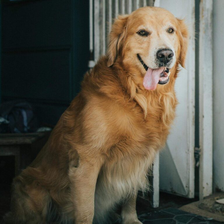 Cranial Cruciate Ligament Injury in Dogs: Causes, Signs and Treatment