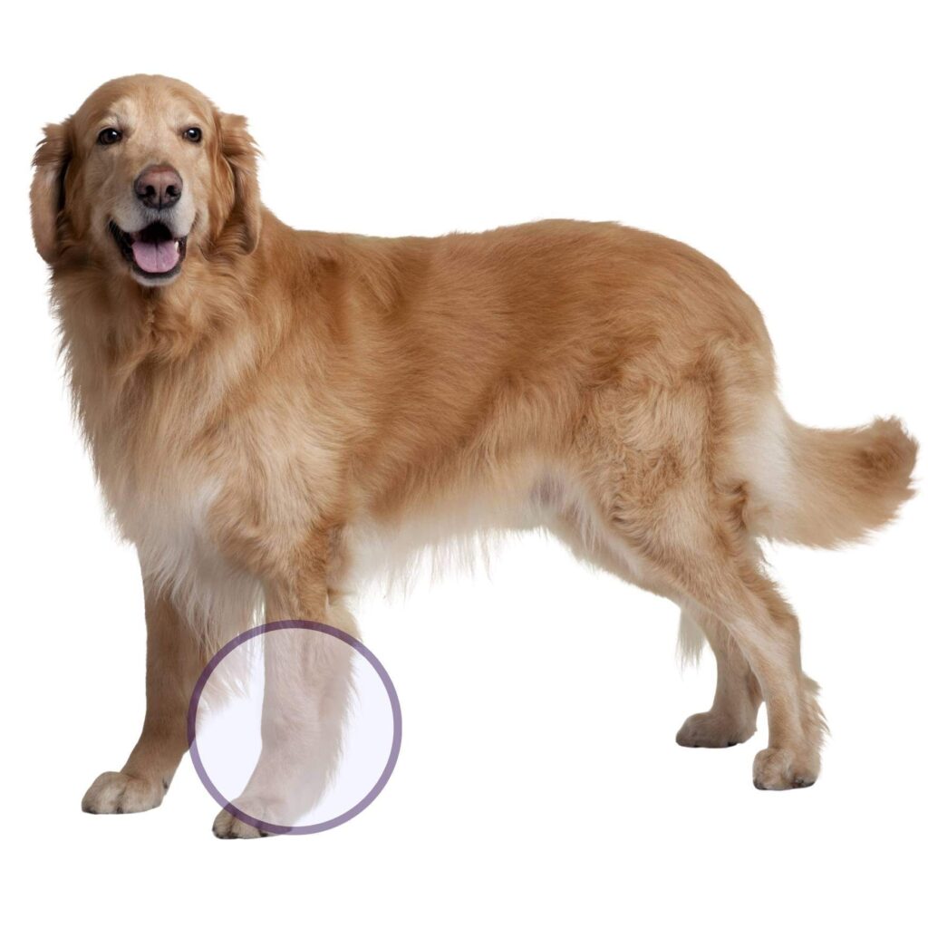 Carpal Hyperextension in Dogs: Causes, Signs & Treatment