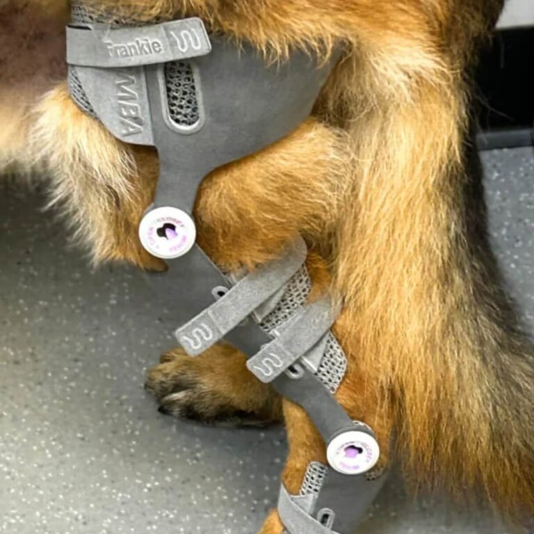 Dog Knee Brace from WIMBA - Stifle Orthotics for Pets