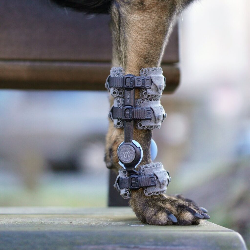 Carpal Hyperextension in Dogs: Causes, Signs & Treatment