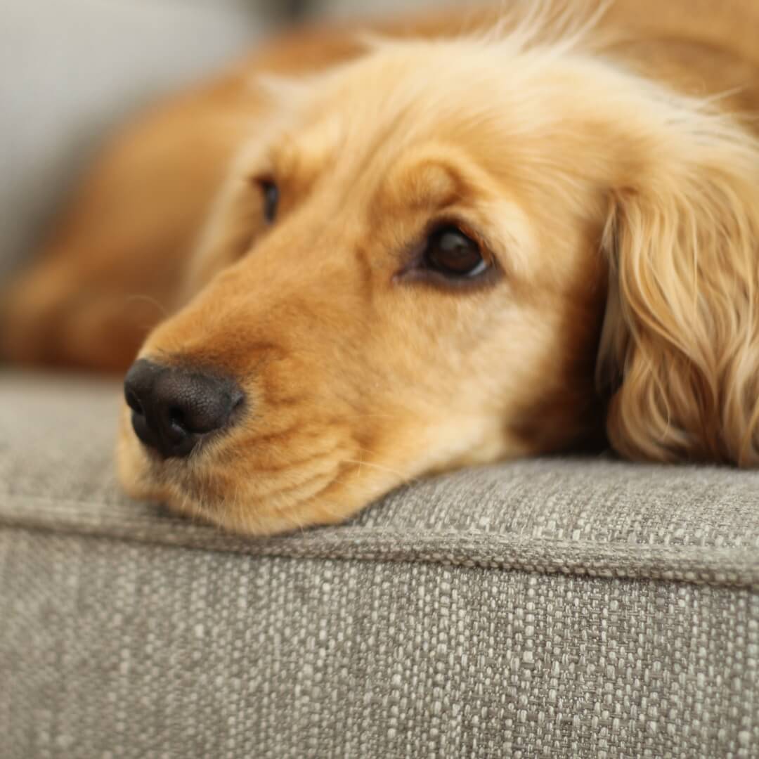 Osteoarthritis in Dogs: Signs, Treatment & Orthotics Support