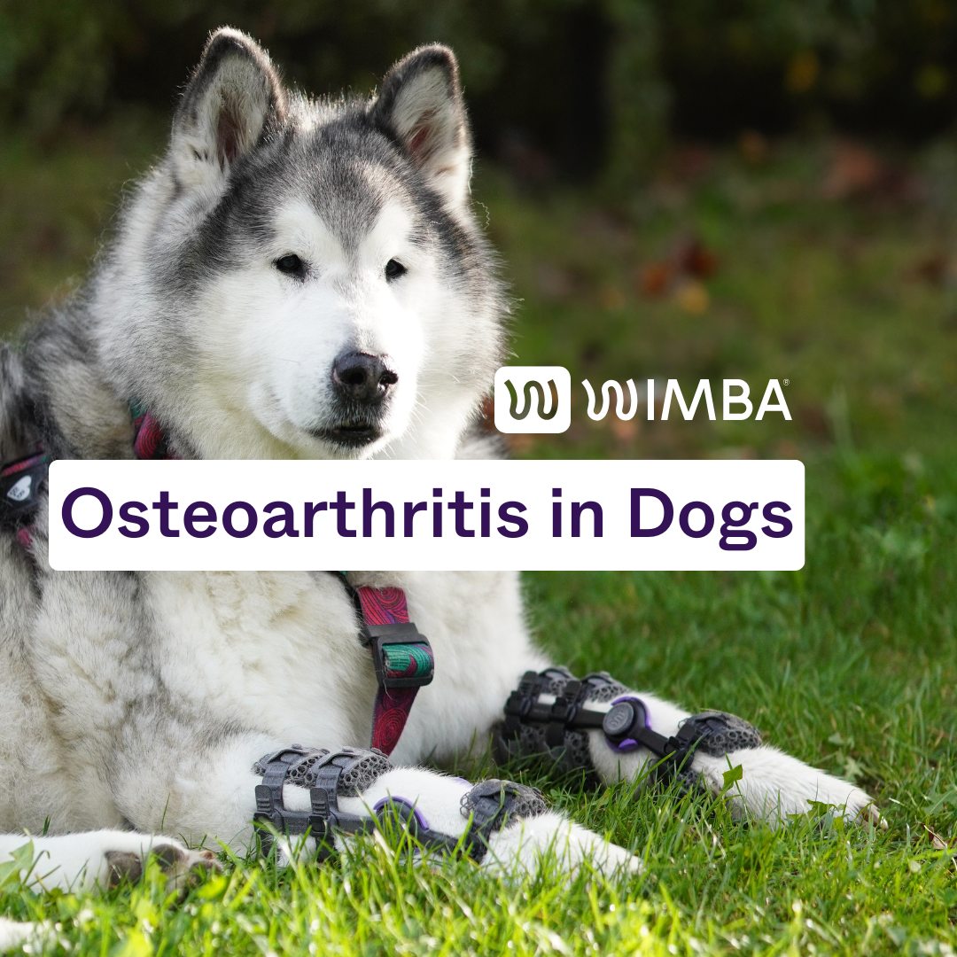 Osteoarthritis in Dogs: Signs, Treatment & Orthotics Support