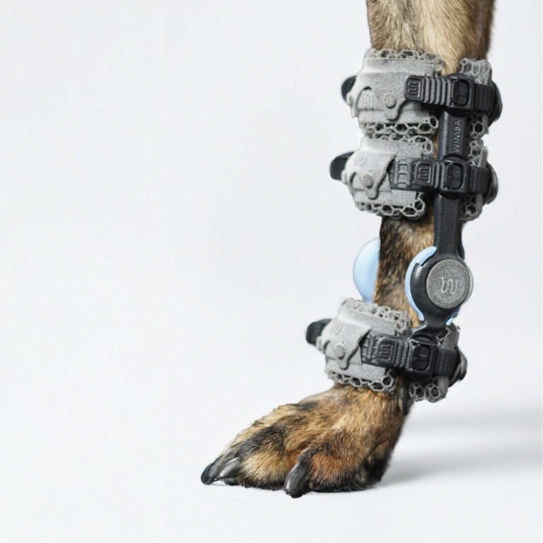 Carpal Hyperextension in Dogs: Causes, Signs & Treatment