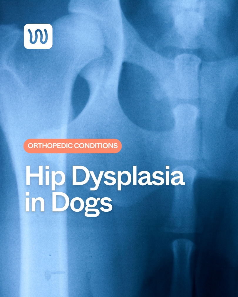 Hip Dysplasia in Dogs: Signs, Diagnosis, Treatment