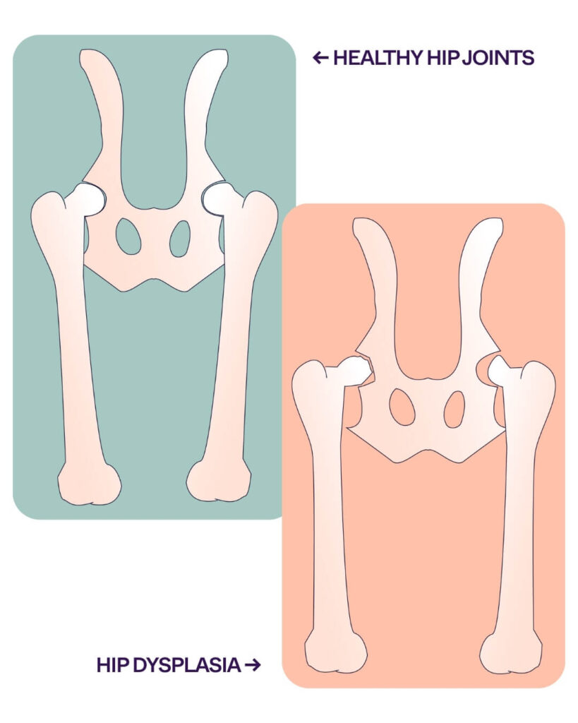 Hip Dysplasia in Dogs: Signs, Diagnosis, Treatment