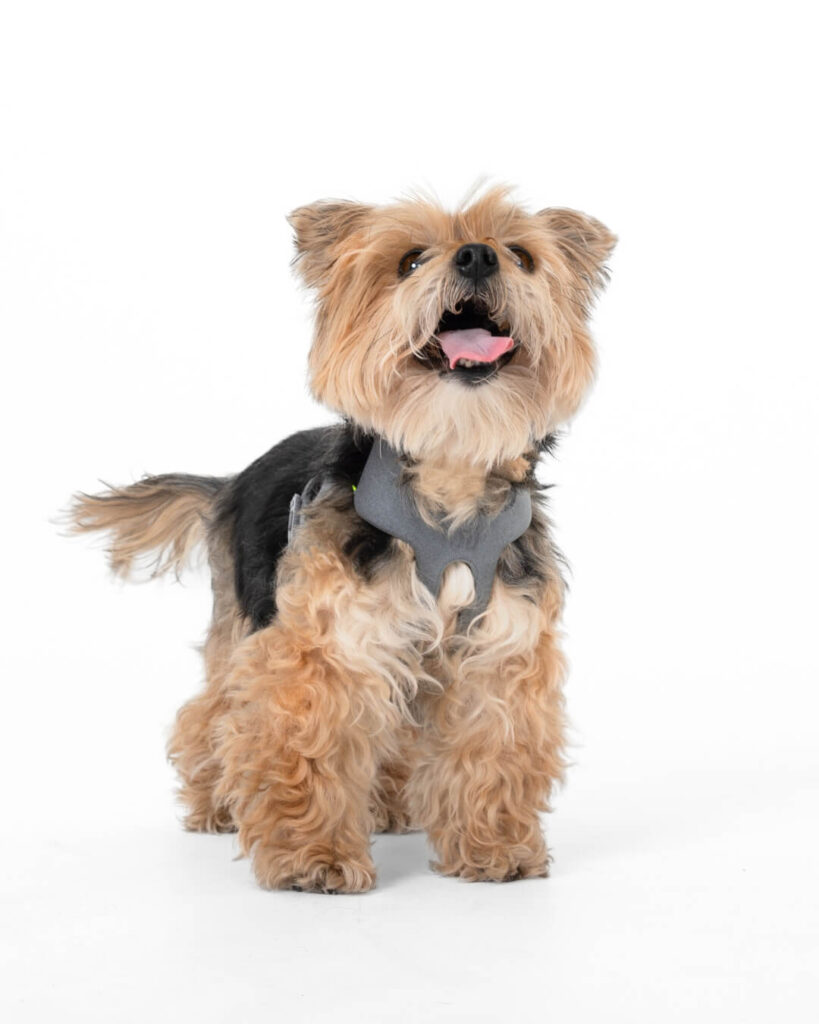 Cervical Collar: Best Dog Neck Brace (5 Sizes) | WIMBA