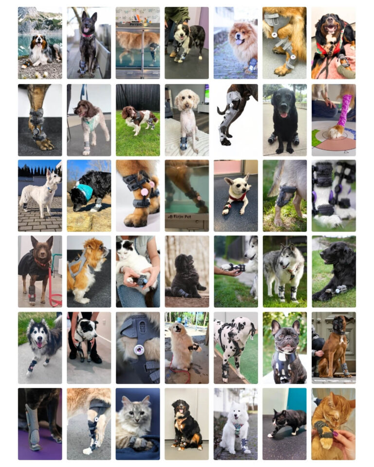 Custom-Fit Pet Orthotics by WIMBA